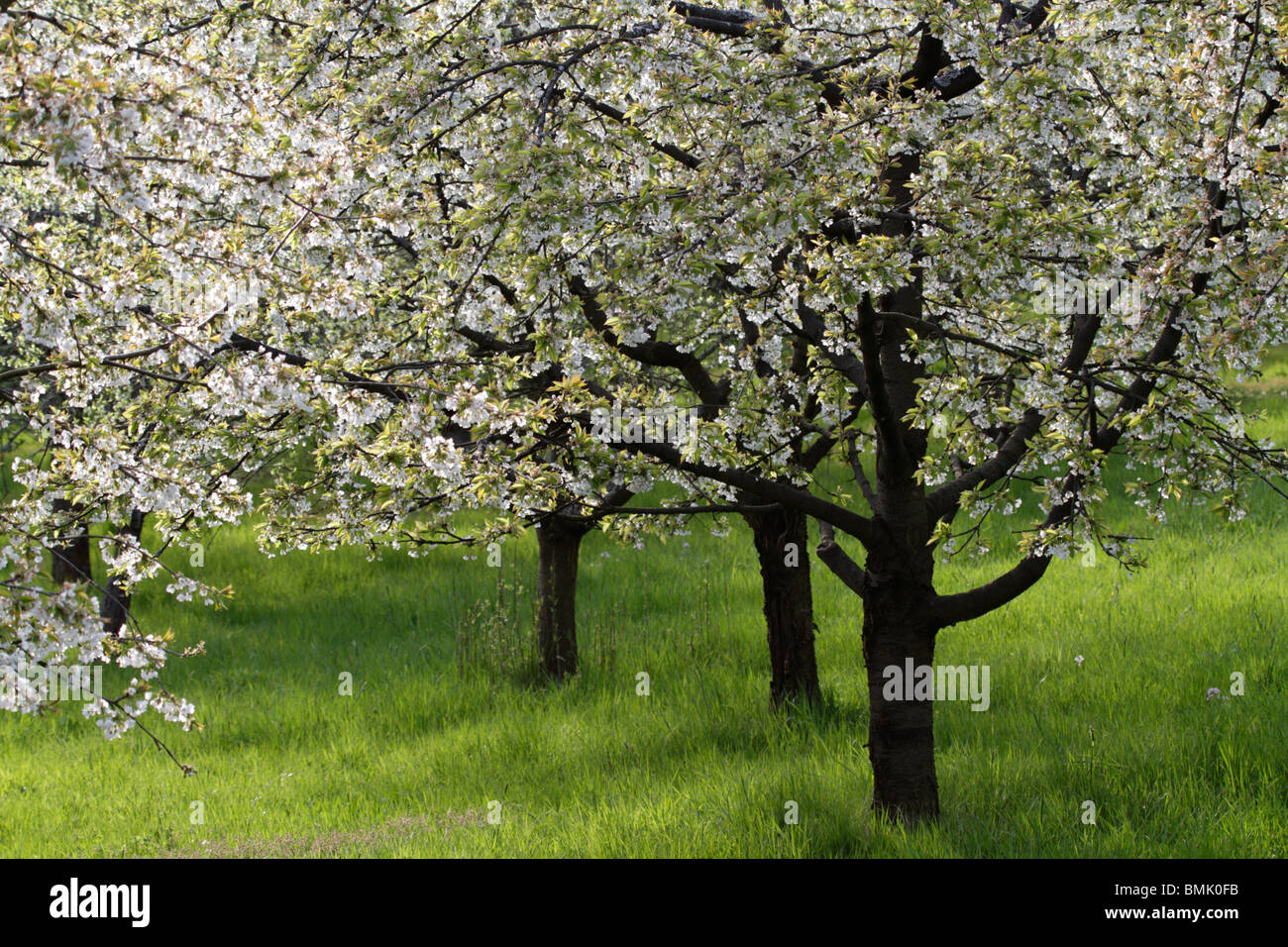 Orchard in bloom hi-res stock photography and images - Alamy