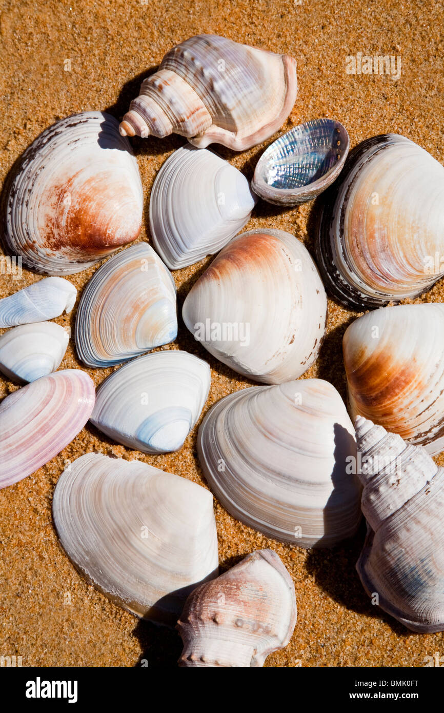 Sea shells on sandy beach kaiteriteri hi-res stock photography and ...