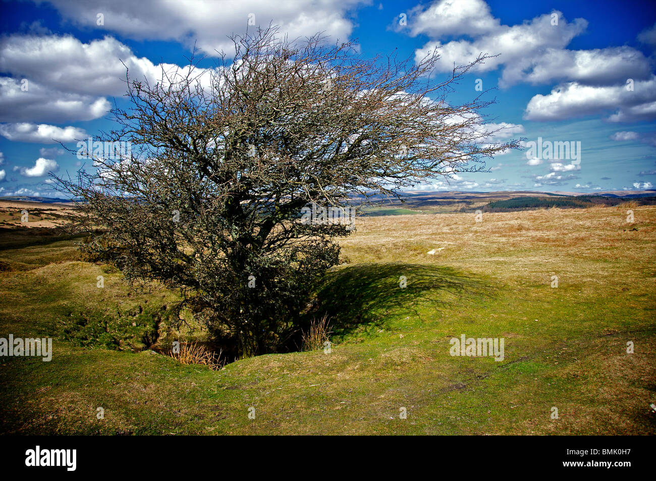 Wind swept tree on Dartmoor, Devon, England Stock Photo - Alamy