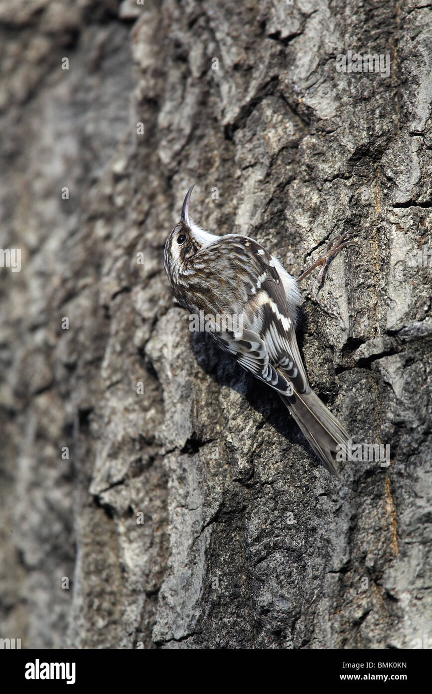 Brown creeper feeding on insects hi-res stock photography and images ...
