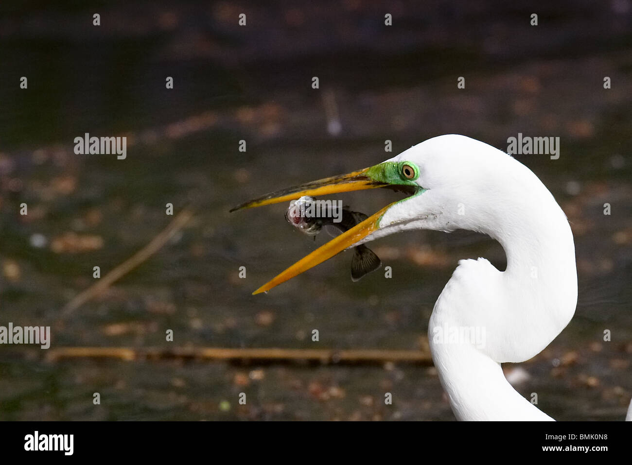 Great Egret eating a fish Stock Photo - Alamy