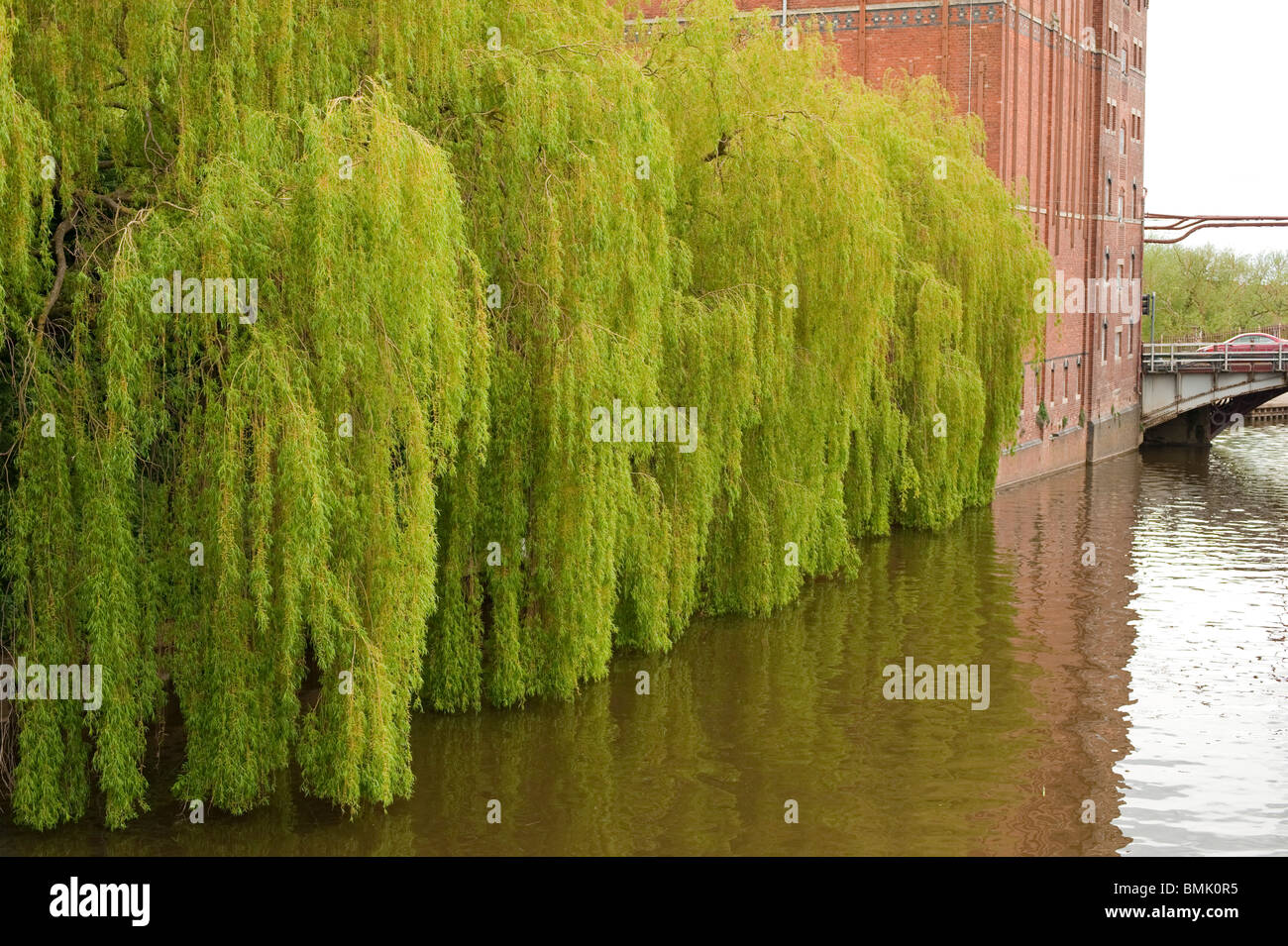 Weeping Willow trees Back of Avon Tewkesbury Gloucestershire UK Stock ...