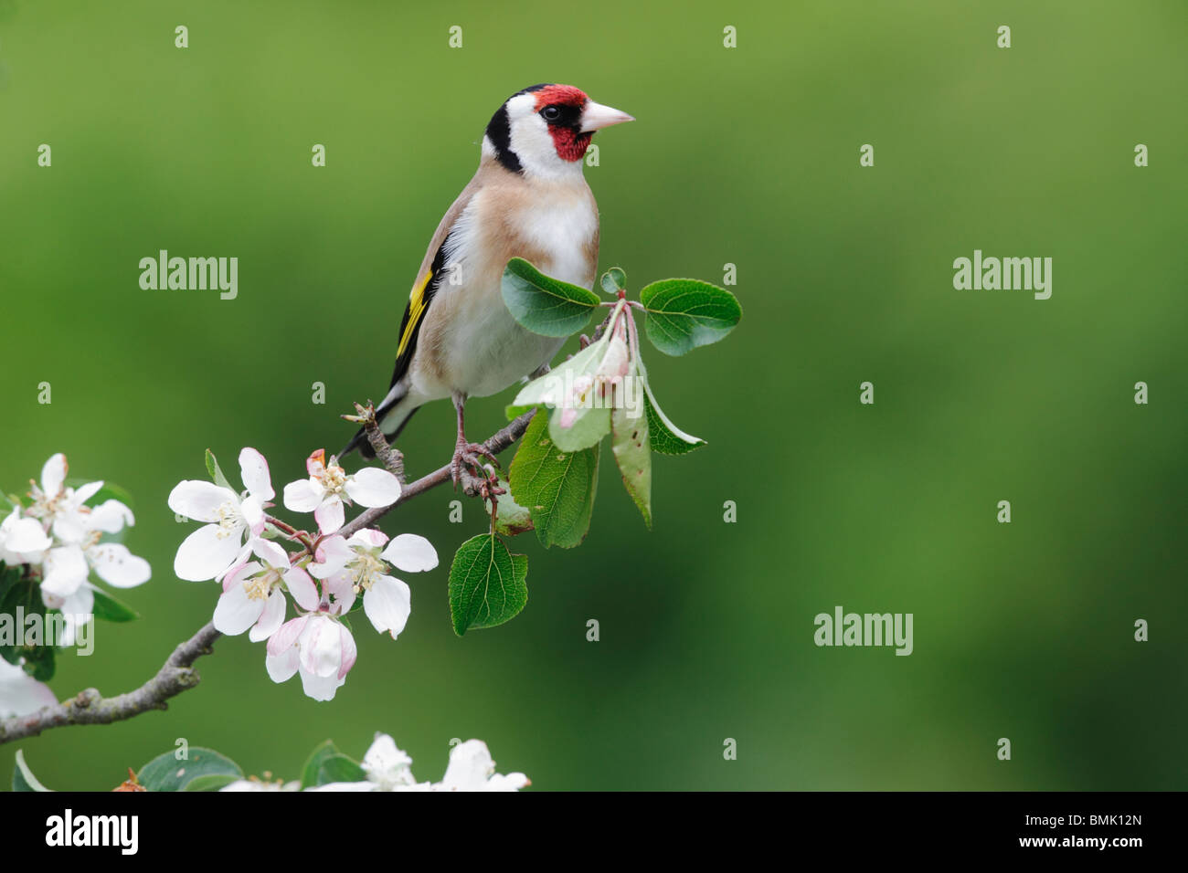 Goldfinch Uk Stock Photos & Goldfinch Uk Stock Images - Alamy
