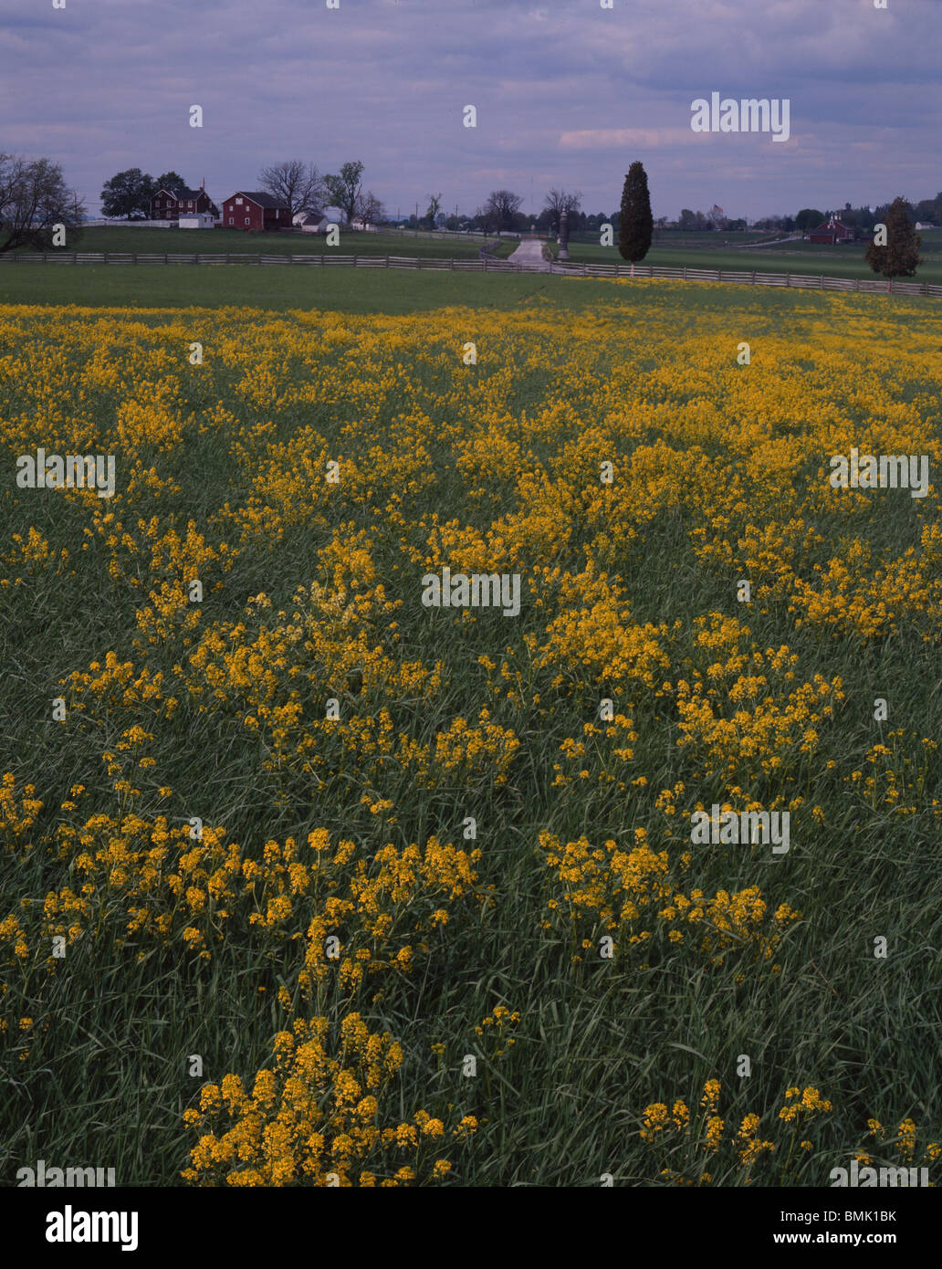 Wild Mustard with Farm, PA Stock Photo - Alamy