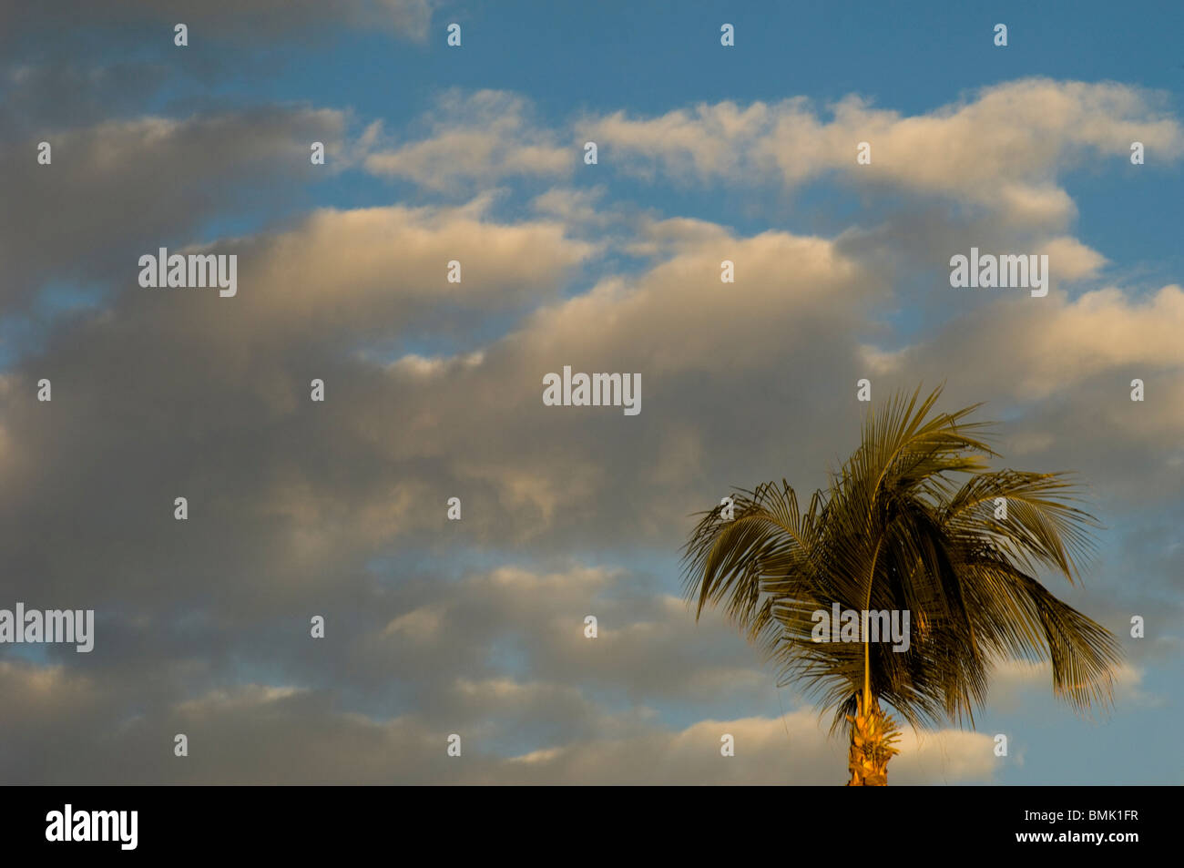 Palm tree and the partly cloudy covered, blue sky Stock Photo - Alamy