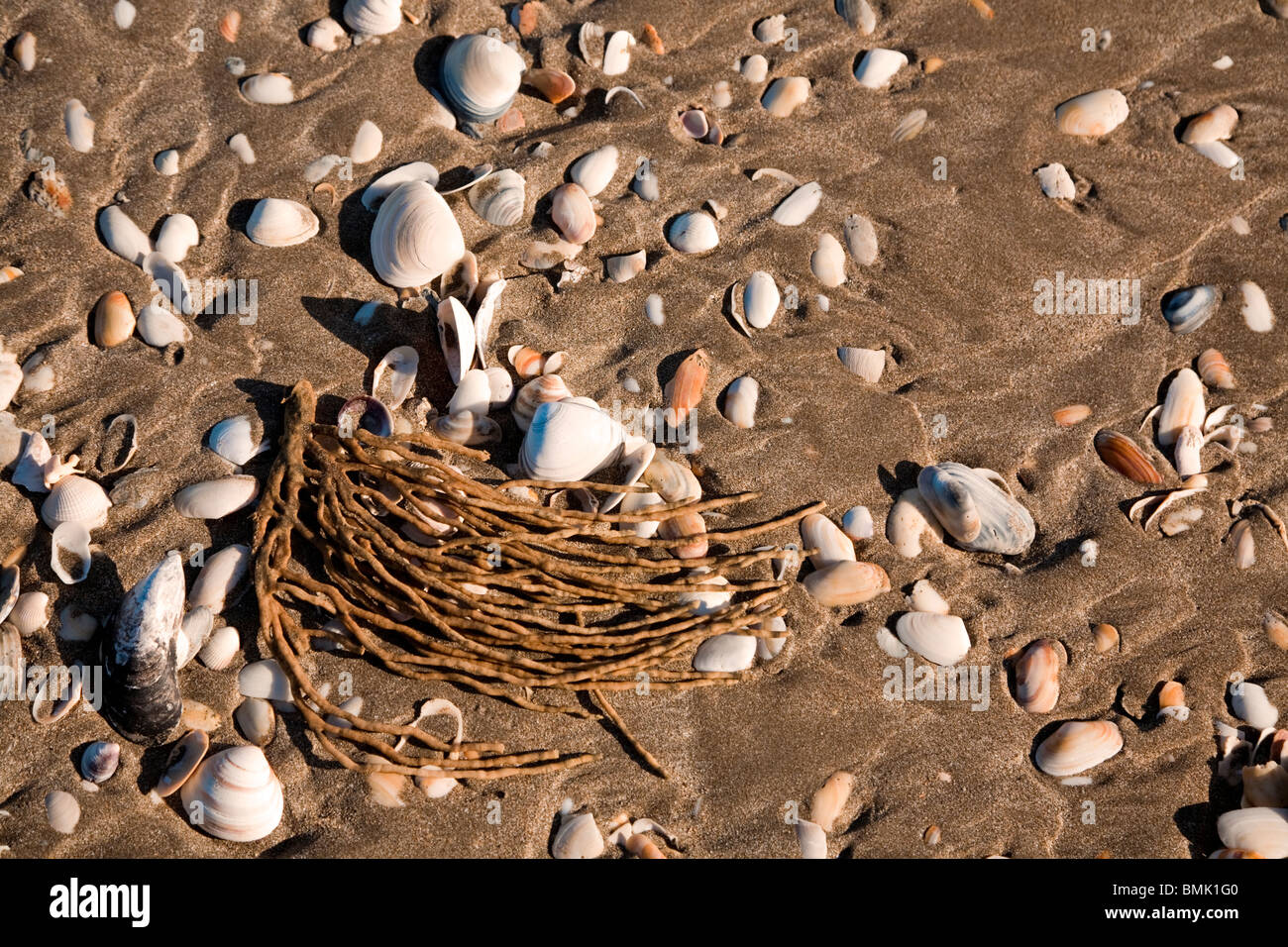 Sea shells on a sandy beach with sea weed, Coromandel Peninsula, North ...