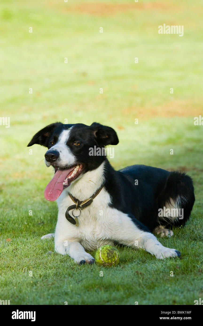 Border Collie dog in a park UK Stock Photo - Alamy