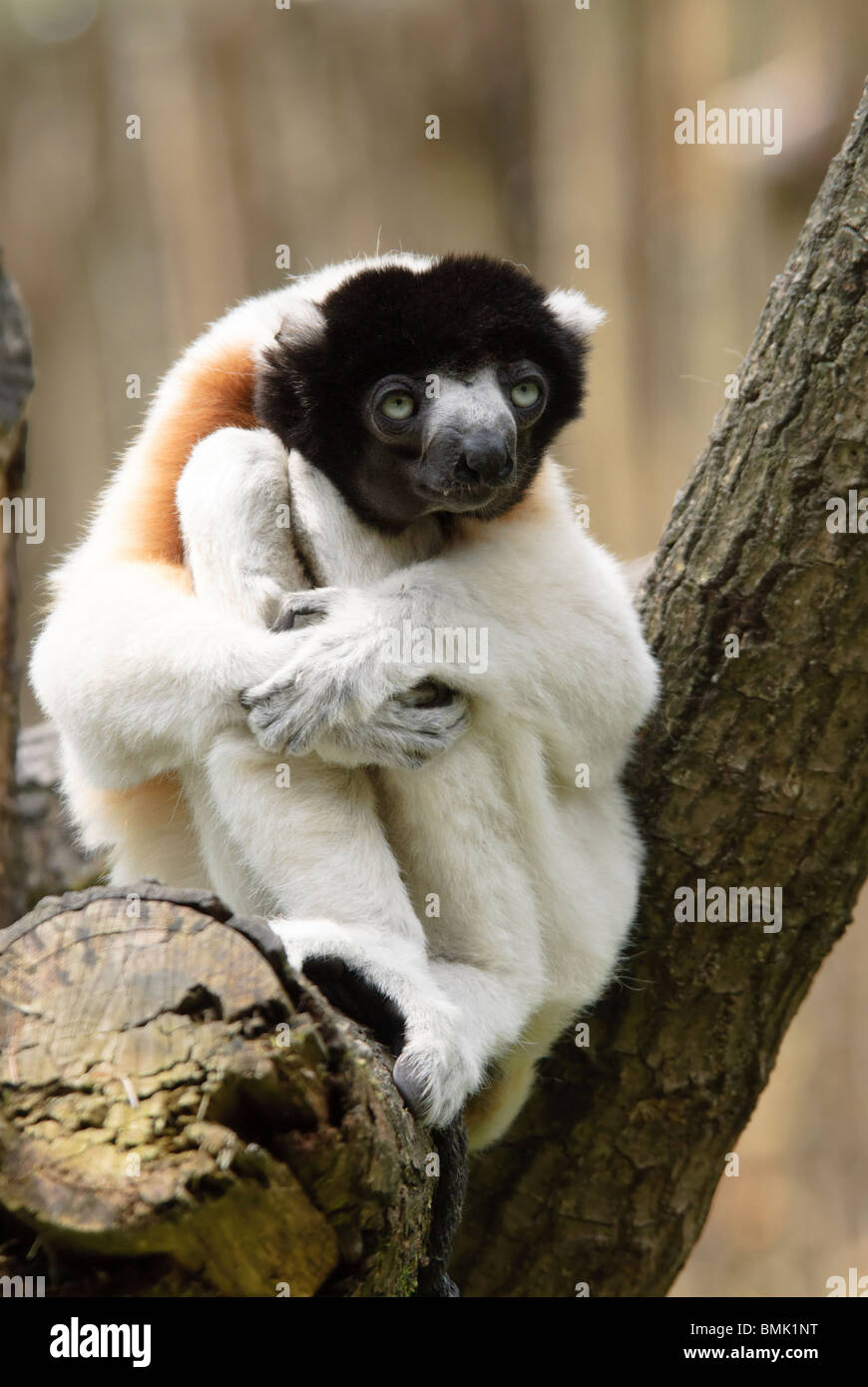 A cute crowned sifaka (Propithecus coronatus) in a tree Stock Photo - Alamy