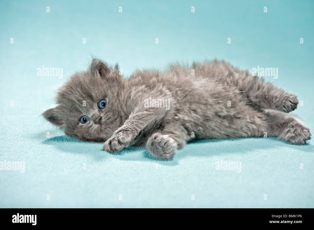 Highlander cat hi-res stock photography and images - Alamy