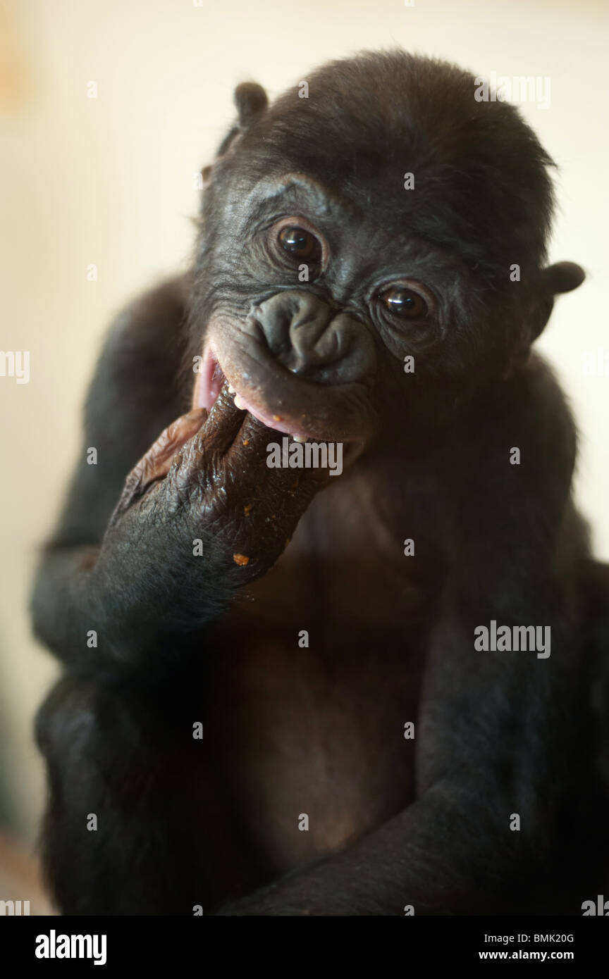 Cute baby Bonobo monkey (Pan paniscus Stock Photo - Alamy