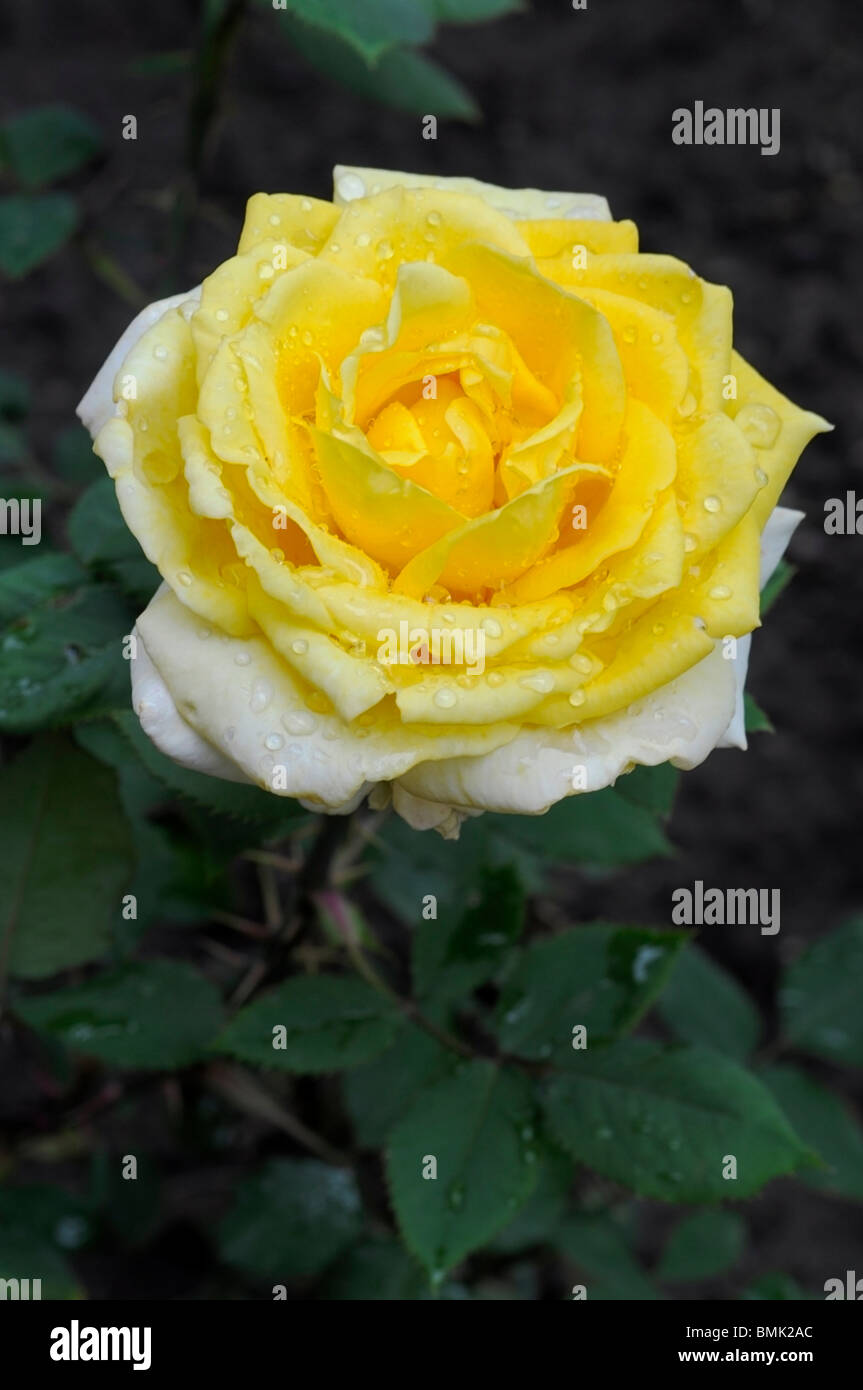 Hybrid Tea Rose Stock Photo - Alamy