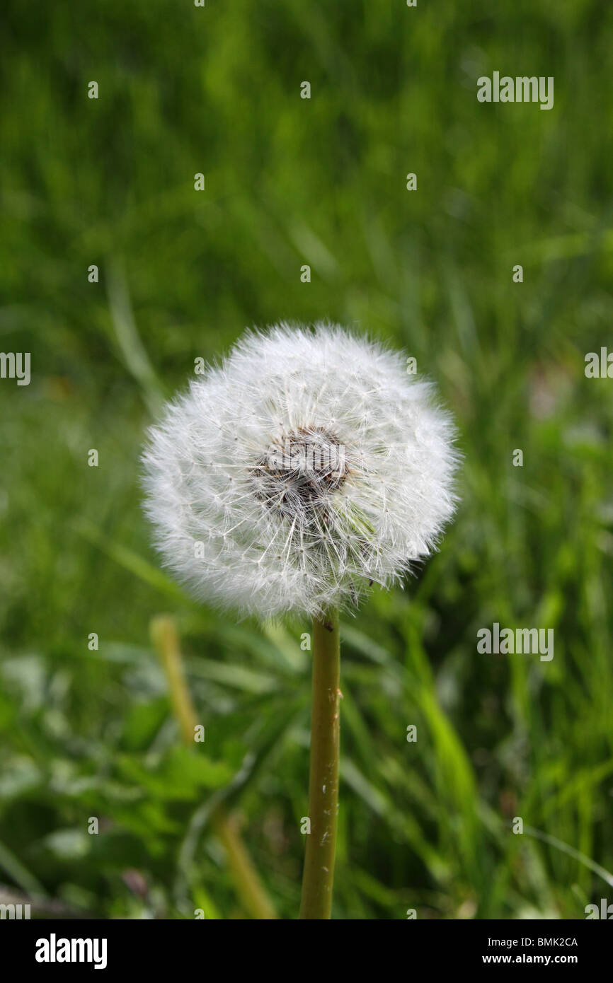 Taraxacum dandelion parachute ball Stock Photo - Alamy