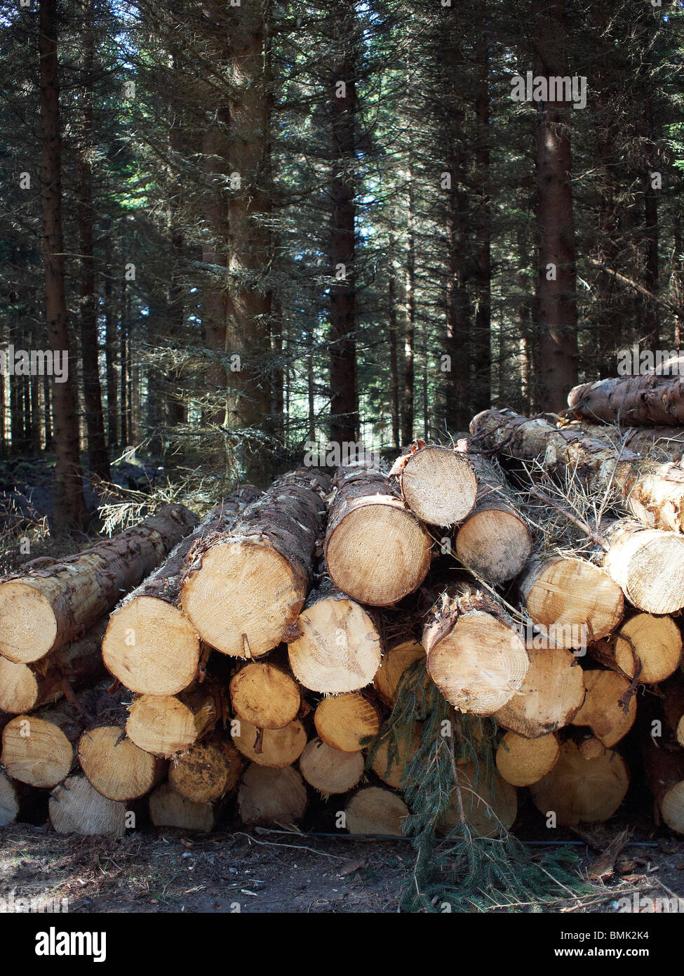 Scottish timber hi-res stock photography and images - Alamy