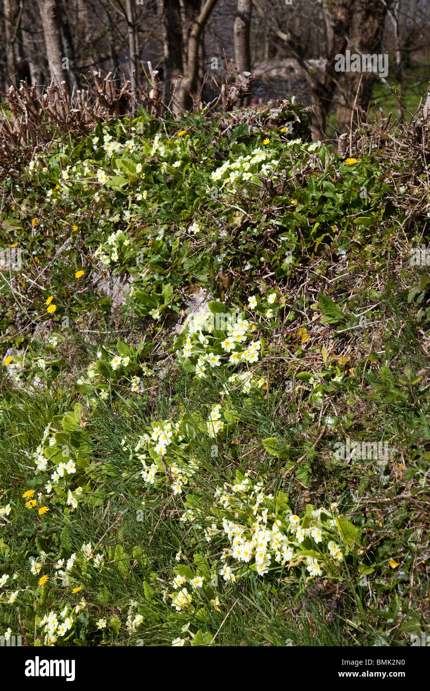 Wall overgrown flowers hi-res stock photography and images - Alamy