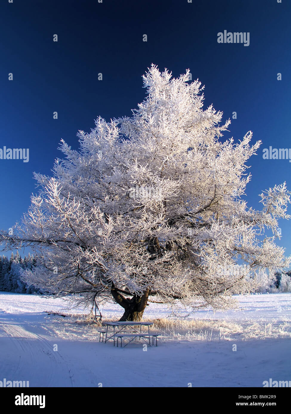 Beautiful winter landscape of big frozen tree in sunshine Stock Photo ...
