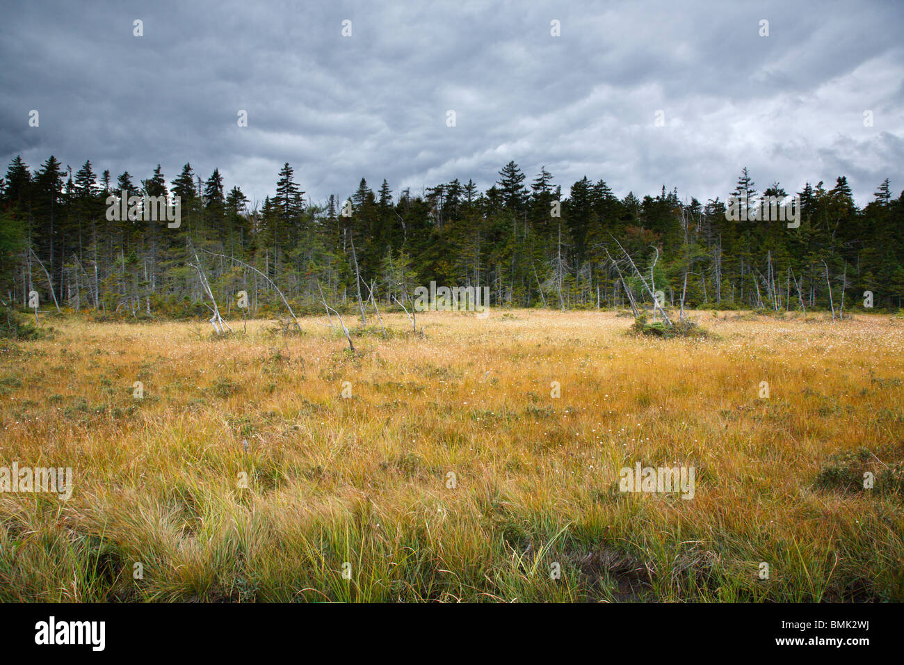 Wetlands in the Pemigewasset Wilderness of the White Mountains, New ...