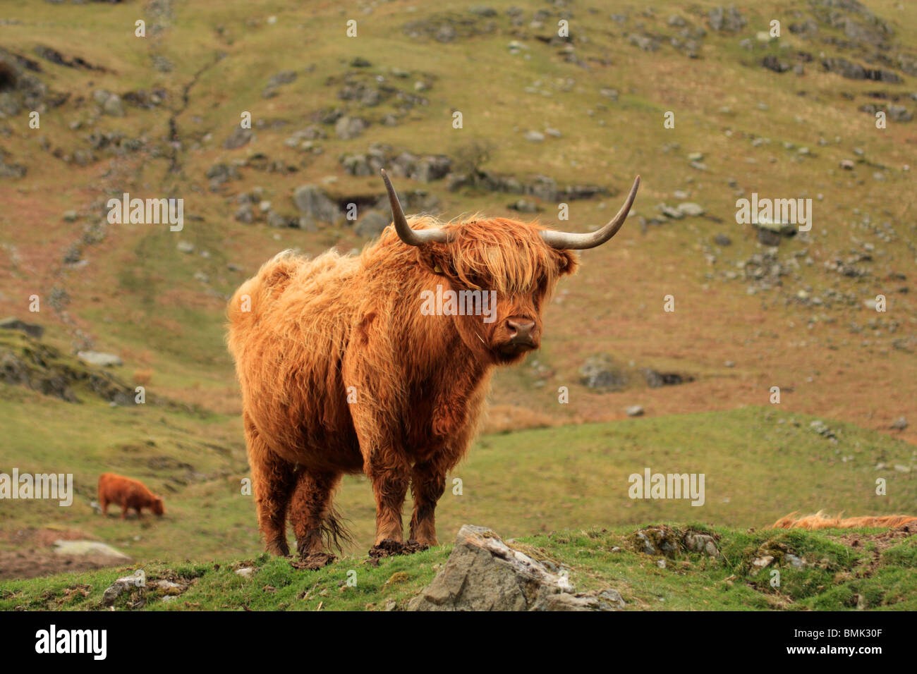 Highland cow standing on a hill in Cumbria, UK Stock Photo - Alamy