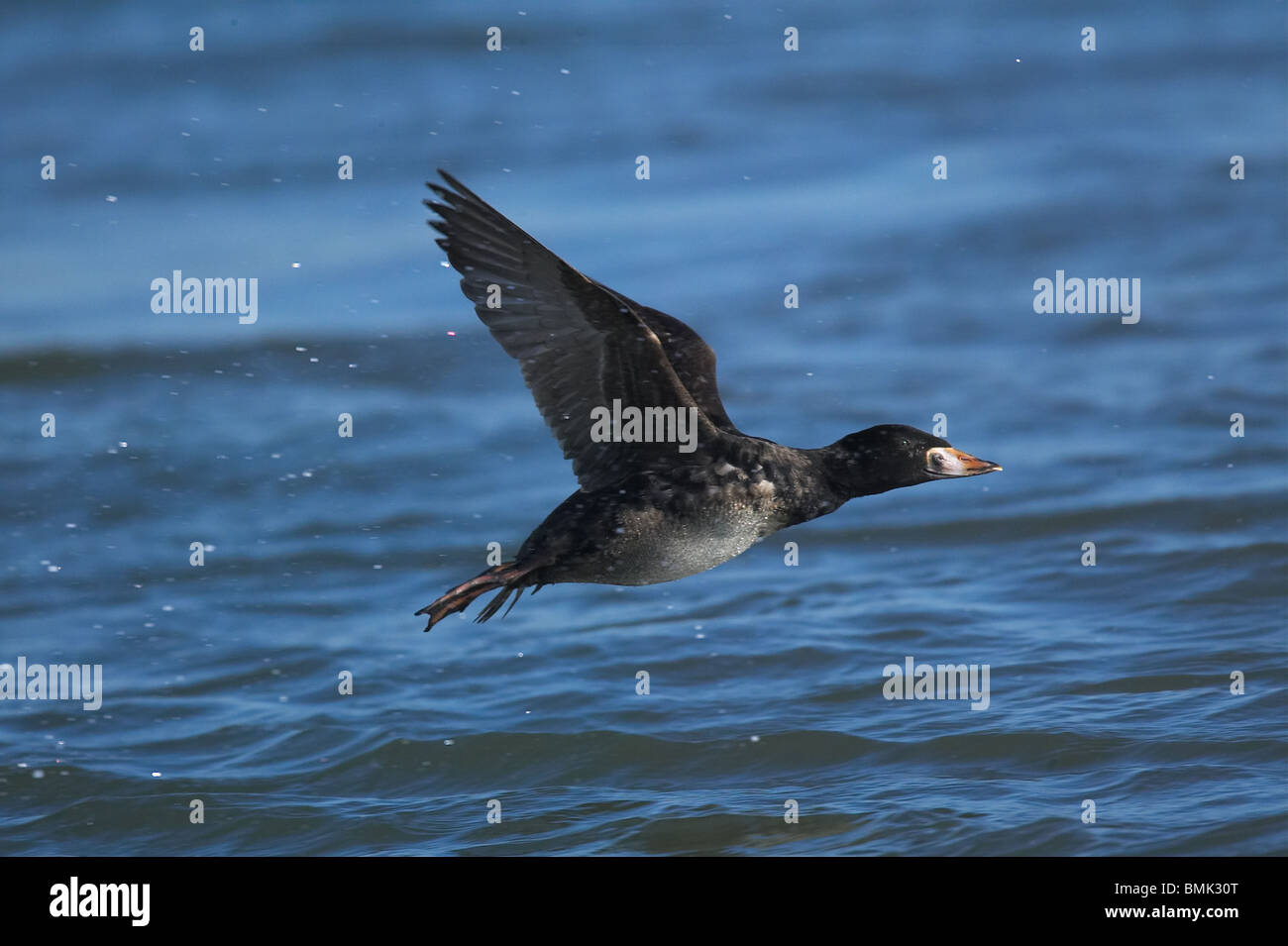 Male Black Scoter in flight over the ocean Stock Photo - Alamy