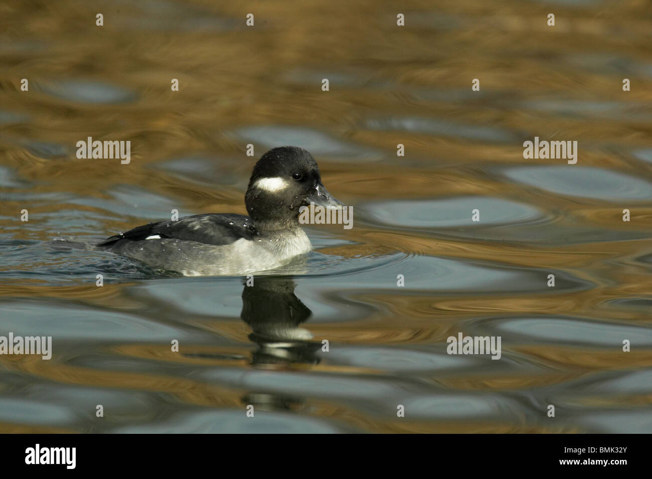 Female Ruddy Duck swimming Stock Photo - Alamy