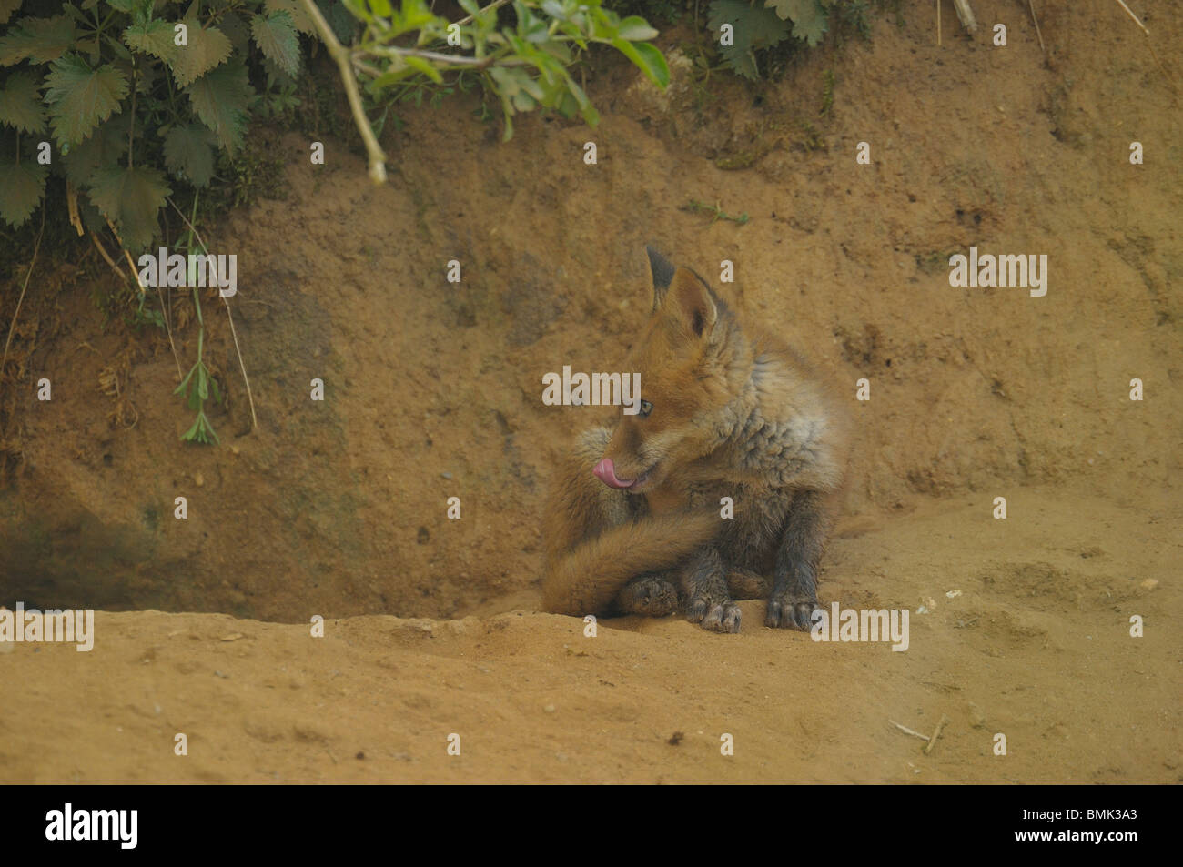 Fox cub den tongue hi-res stock photography and images - Alamy