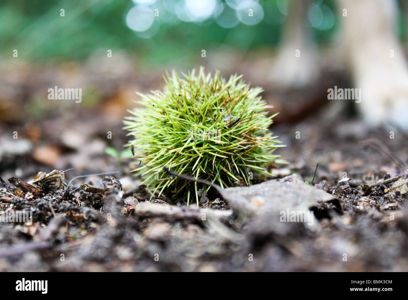 Chestnut spiky shell hi-res stock photography and images - Alamy