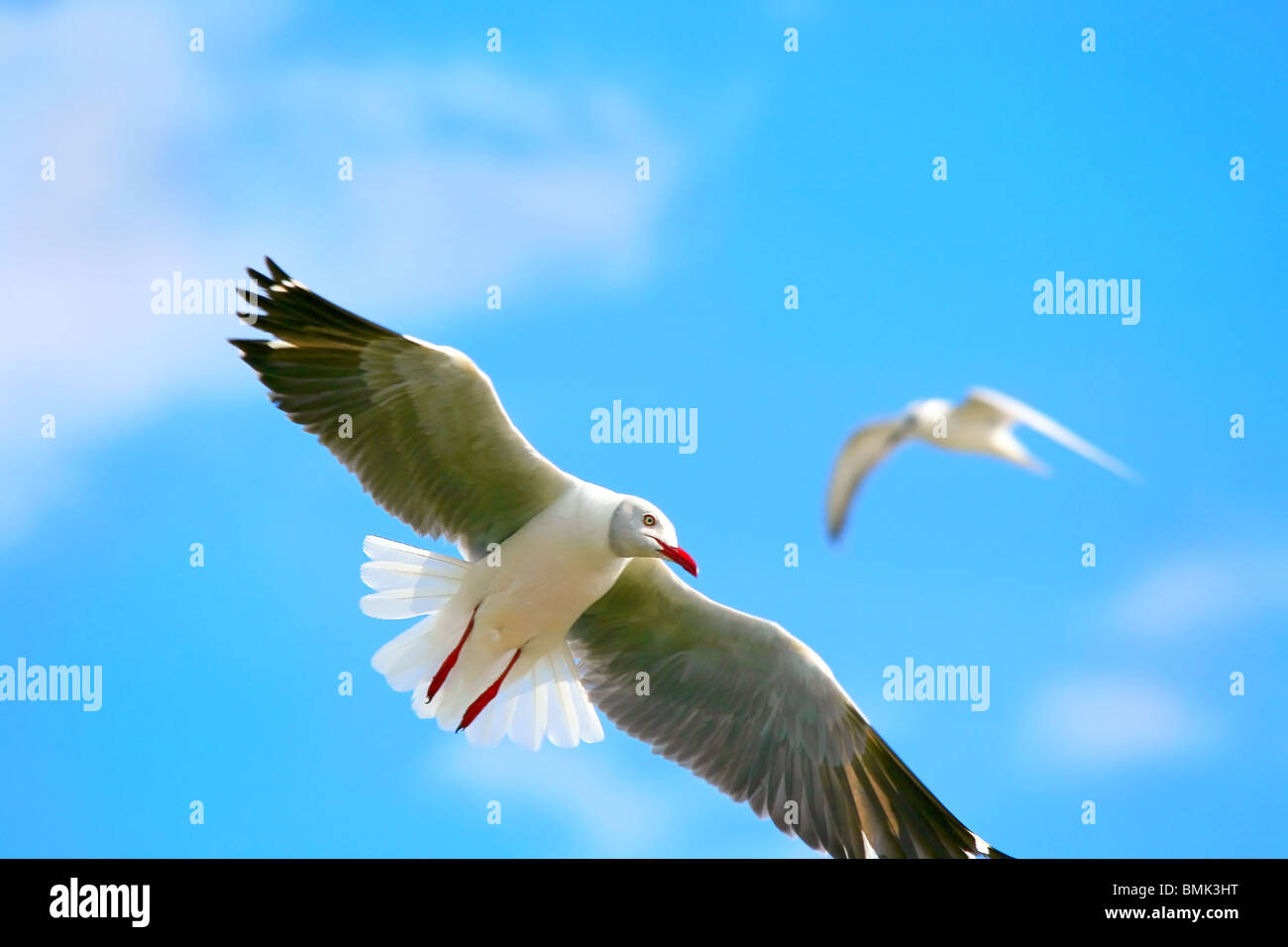 seagull, flying up in the blue sky above lake Naivasha. Africa. Kenya ...