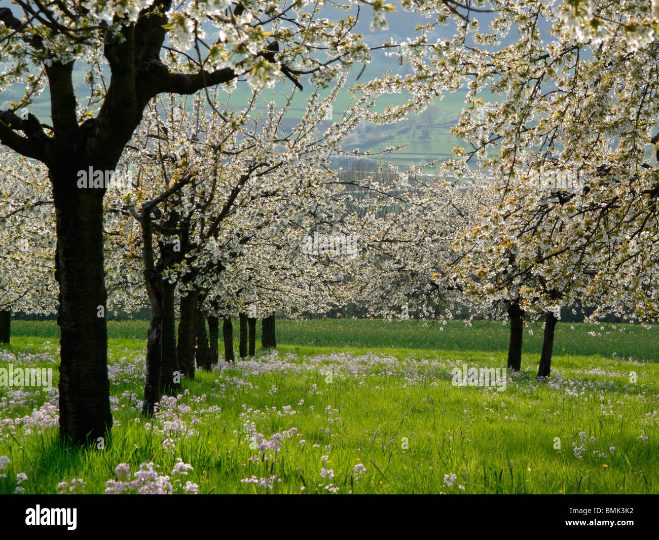 Orchard in bloom hi-res stock photography and images - Alamy