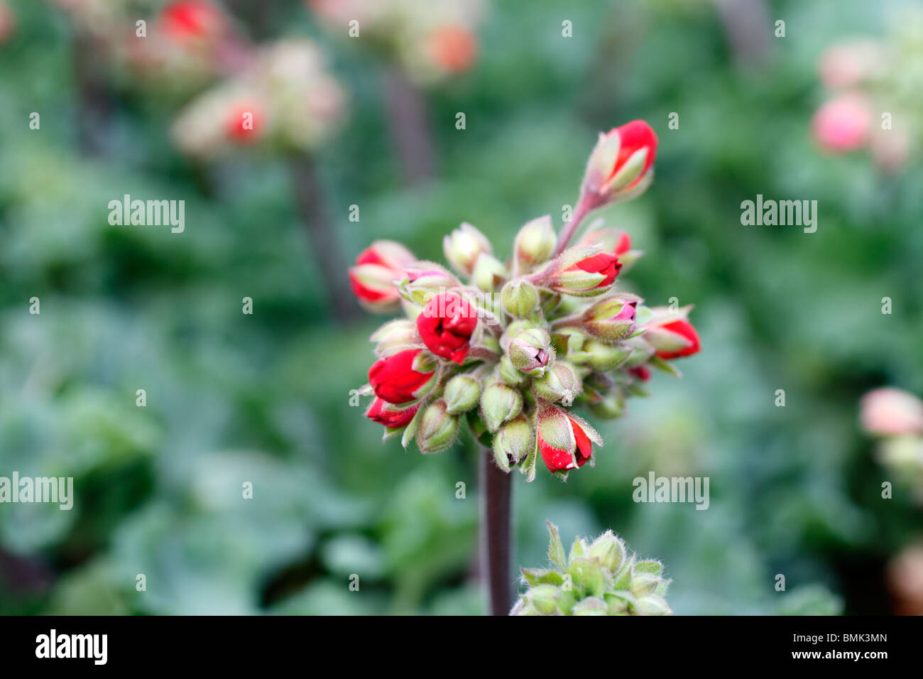 buds Pelargonium (geranium), Pelargoniums, commonly known as geraniums ...