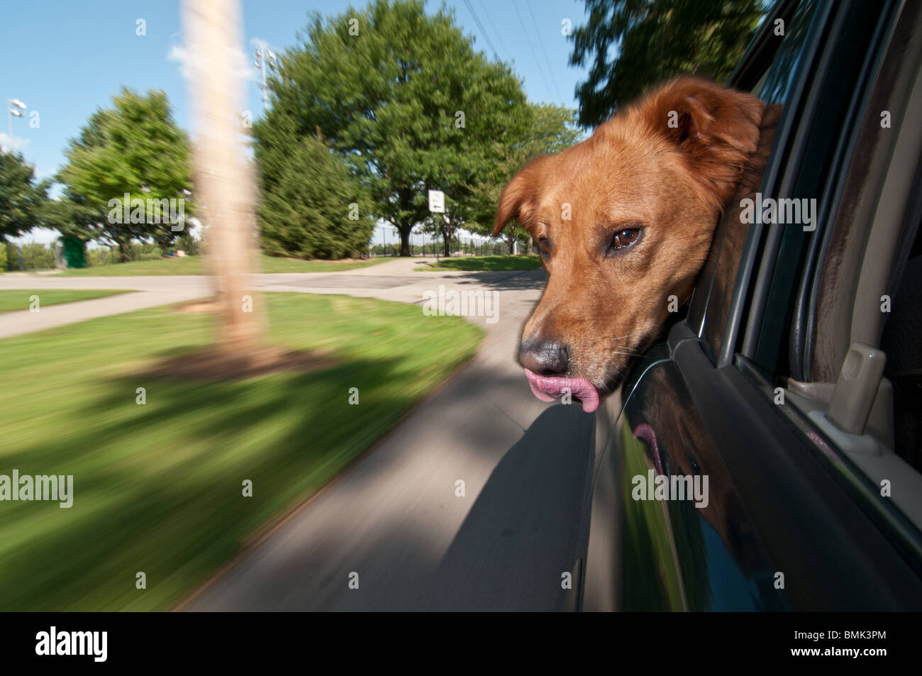 Car tongue hi-res stock photography and images - Alamy