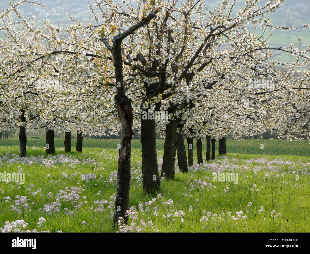 Orchard in bloom hi-res stock photography and images - Alamy