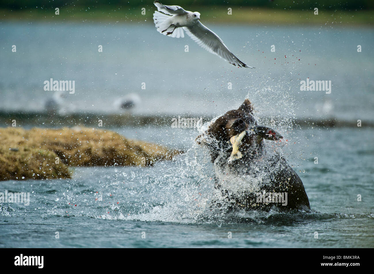 A coastal brown bear catches a salmon at Geographic Harbor, Katmai ...