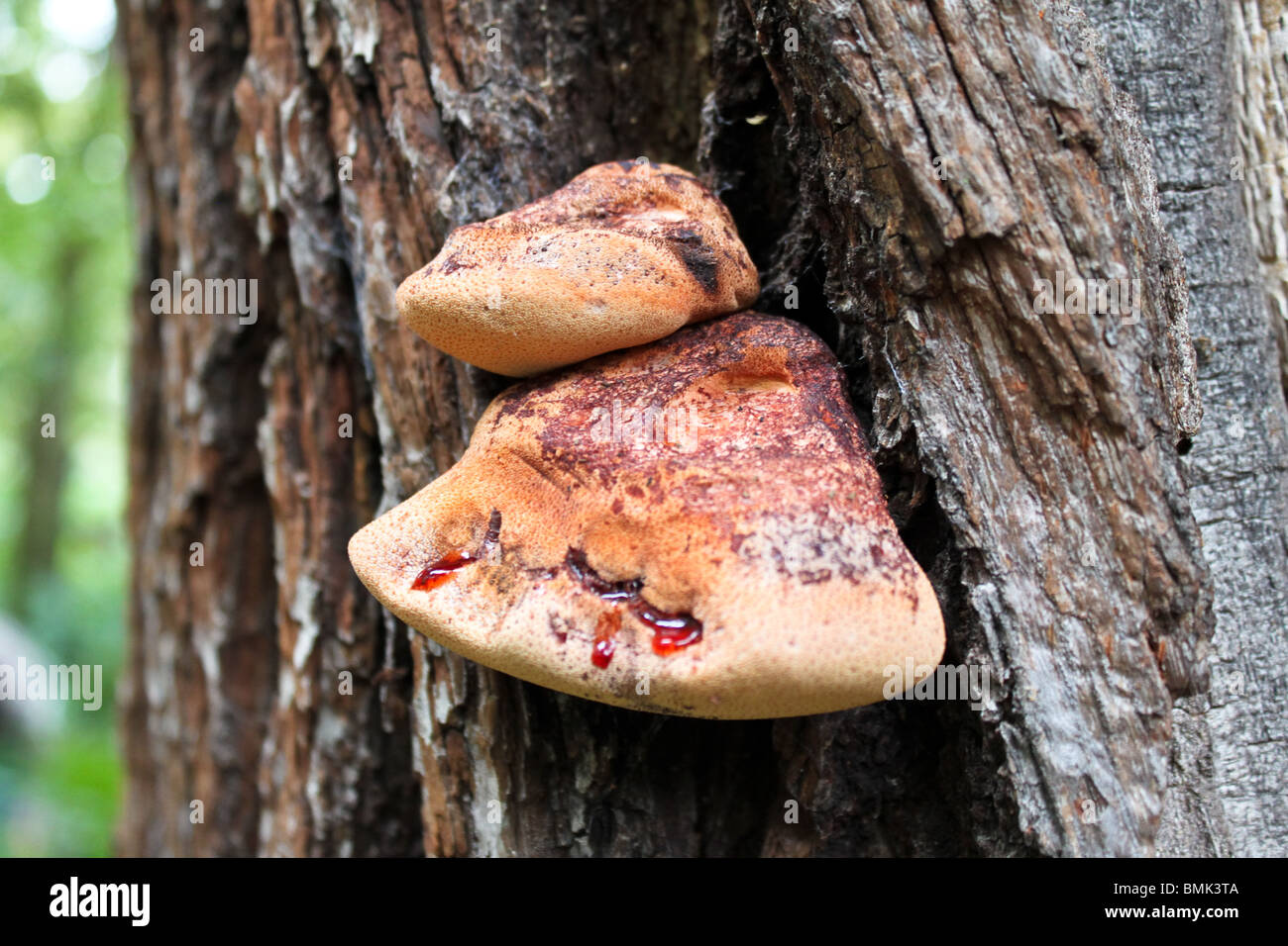 Fungus Weeping Red Stock Photo - Alamy