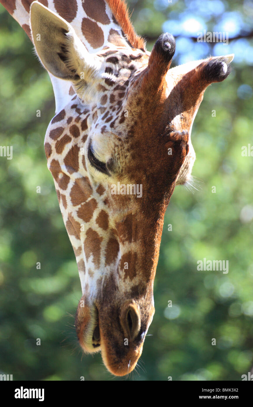Lanky giraffe hi-res stock photography and images - Alamy