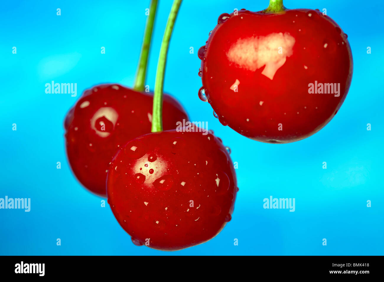 Morello cherries fruit sour hi-res stock photography and images - Alamy