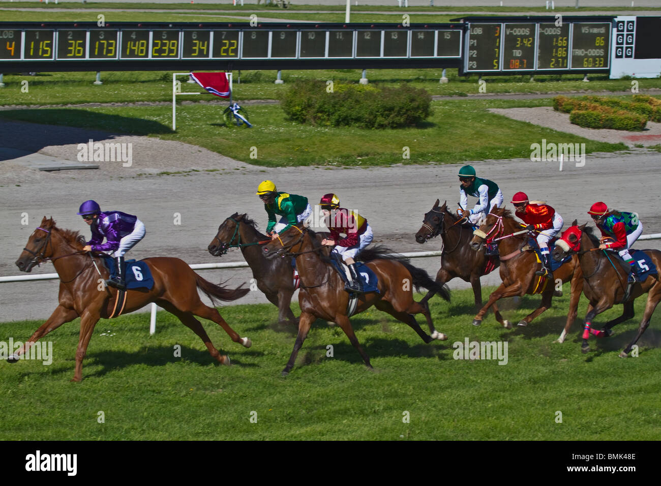 Gallop race field of horses and jockeys passing the scoreboard Stock ...