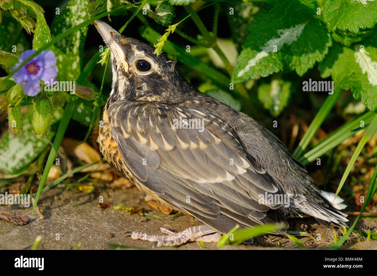 Fledgling robin on the ground after the first flight out of the nest in ... Fledgling robin on the ground after the first flight out of the nest in ...
