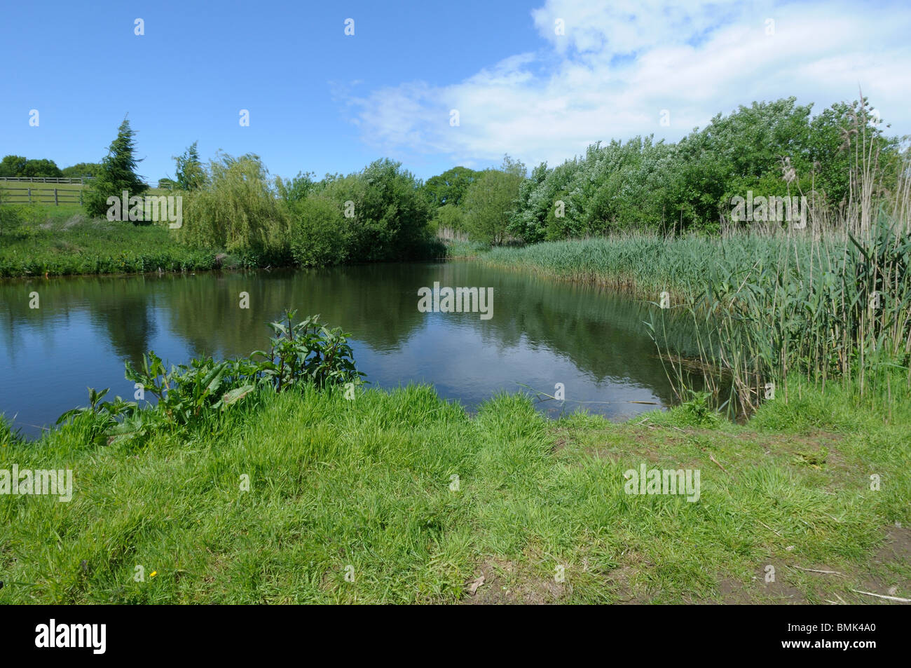 Pond dipping uk hi-res stock photography and images - Alamy