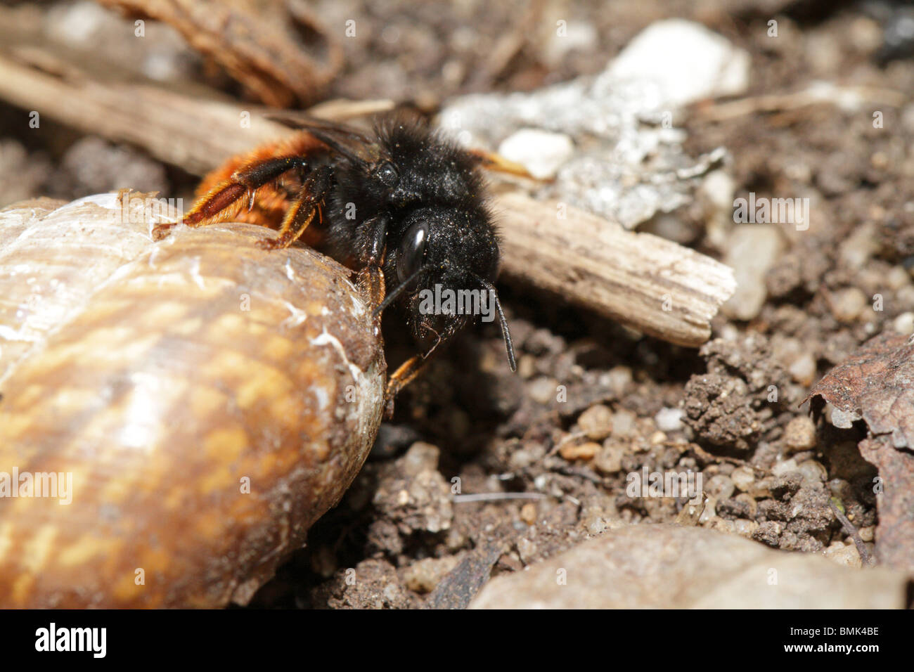 Osmia bicolor, a wild bee, building a nest in an old snail shell Stock ...