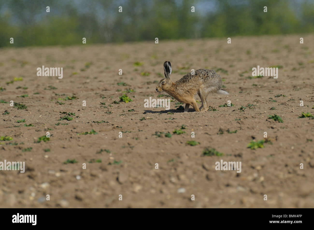 Hare Running High Resolution Stock Photography and Images - Alamy
