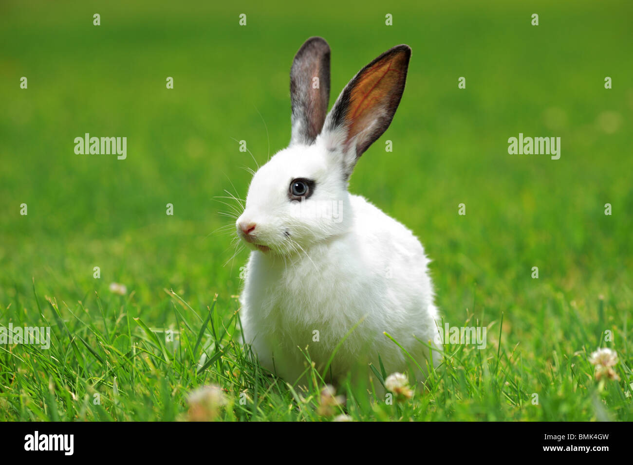 Fleecy grass hi-res stock photography and images - Alamy