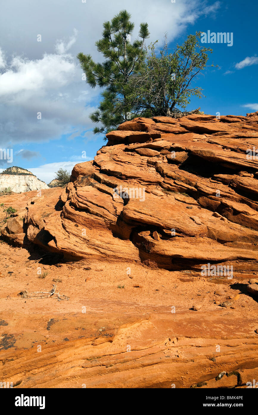 Lonely tree on rick outcrop Stock Photo - Alamy