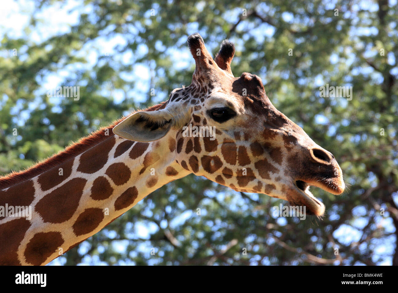 CLOSE UP OF A GIRAFFES HEAD SIDE VIEW BDA Stock Photo - Alamy