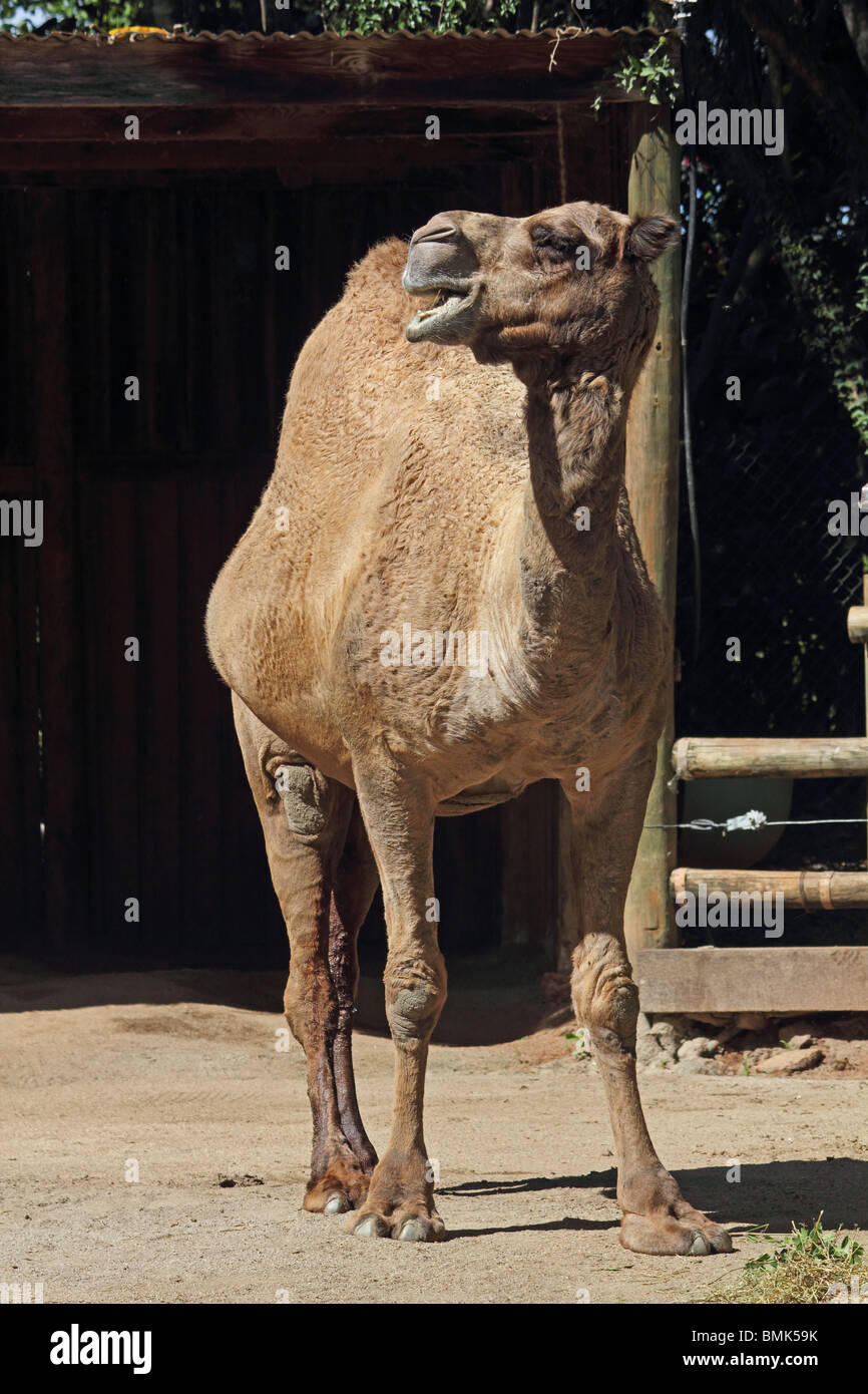 Stubborn camel hi-res stock photography and images - Alamy