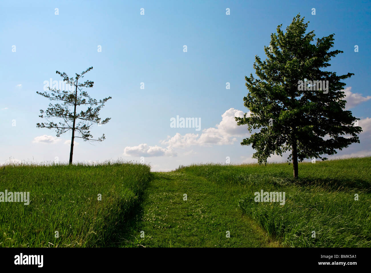 Path Through the Trees Stock Photo - Alamy