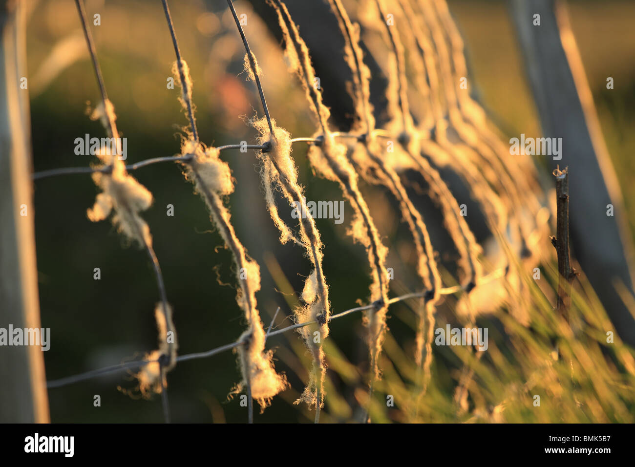 Sheeps fleece hi-res stock photography and images - Alamy