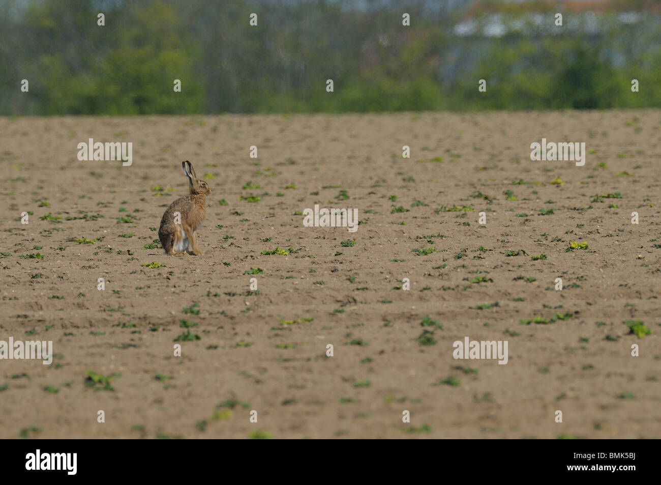 Brown Hare standing in field Stock Photo - Alamy