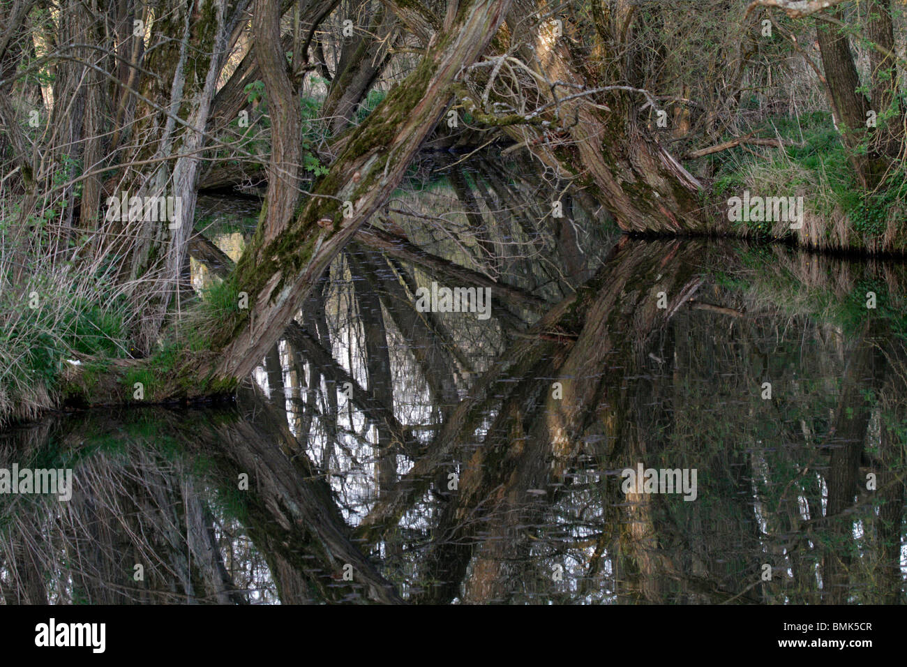 Creek reflection willow willows tree river rural spring hi-res stock ...