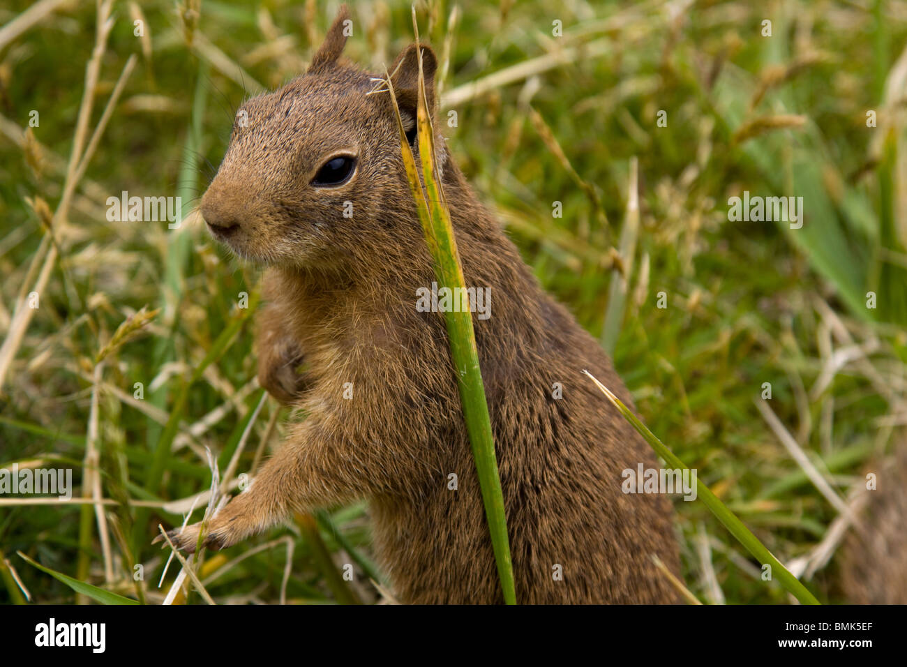 Portrait of curious squirrel hi-res stock photography and images - Alamy
