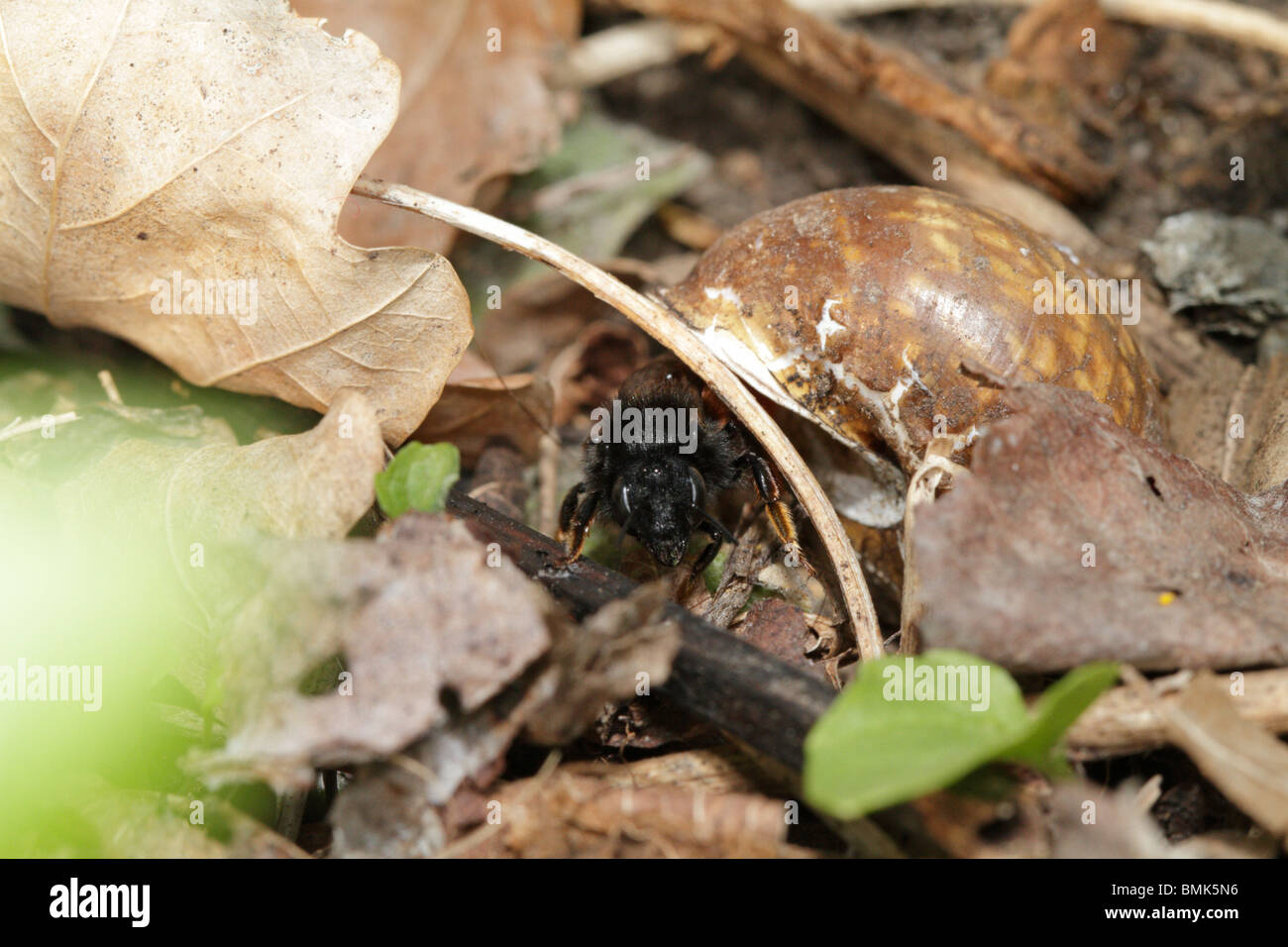 Osmia bicolor, a wild bee, building a nest in an old snail shell Stock ...