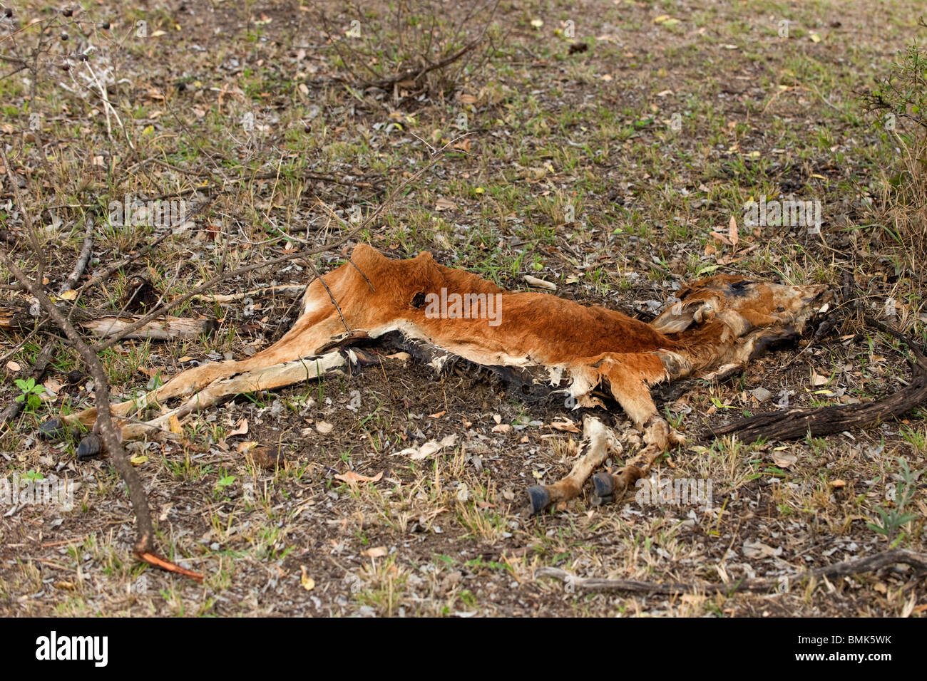 Dead cow on the ground, Tanzania, Africa Stock Photo - Alamy